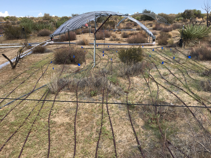 Desert experiment plot [IMAGE] | EurekAlert! Science News Releases