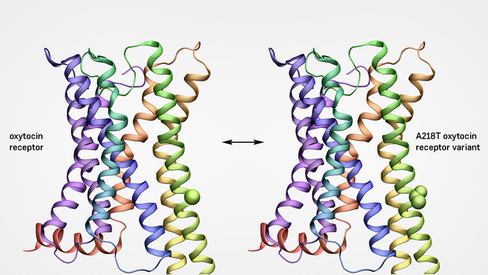 Receptor structure [IMAGE] | EurekAlert! Science News Releases