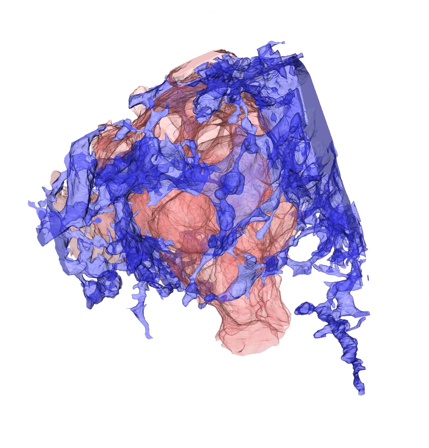 New neurons use Slit-Robo sign [IMAGE] | EurekAlert! Science News Releases