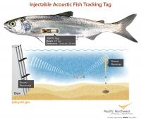 Tracking fish easier, quicker, safer with new | EurekAlert!