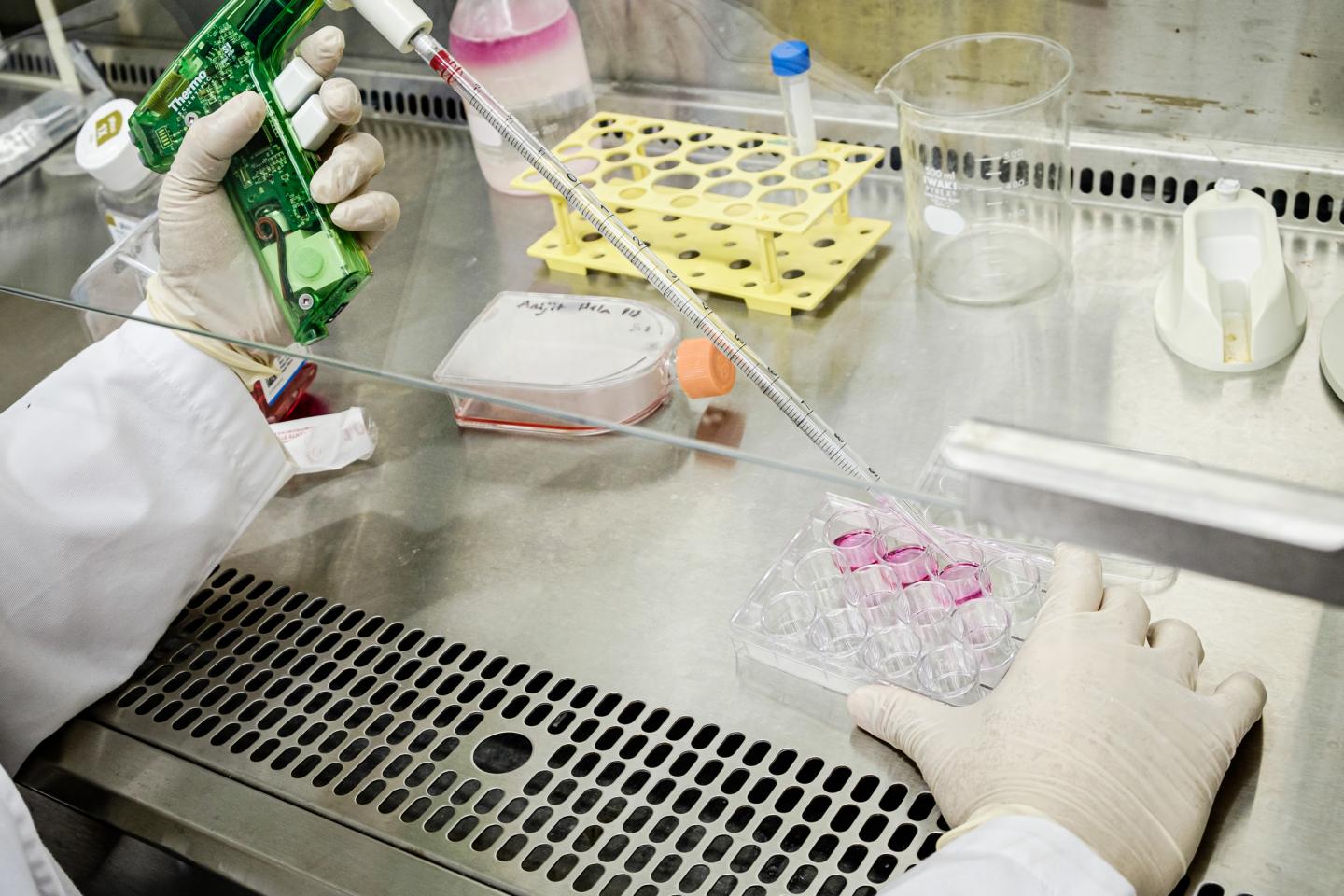 Image 2 [IMAGE] | EurekAlert! Science News Releases