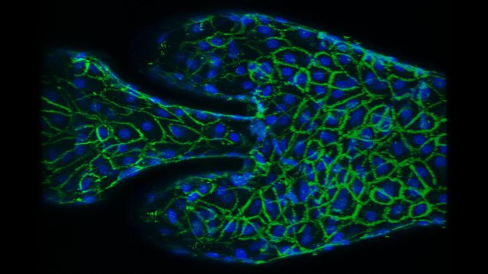 vessel-chip 3D [IMAGE] | EurekAlert! Science News Releases