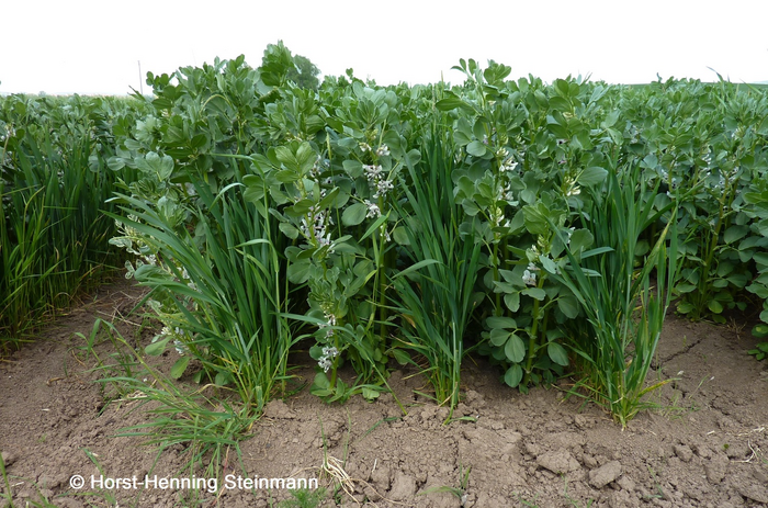 Mixture of crops provide ecological benefits | EurekAlert!