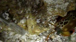 Peacock Mantis Shrimp Hammers Away Without Fa | EurekAlert!