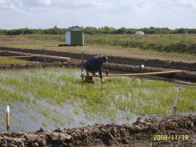 Rice Water Test [IMAGE] | EurekAlert! Science News Releases