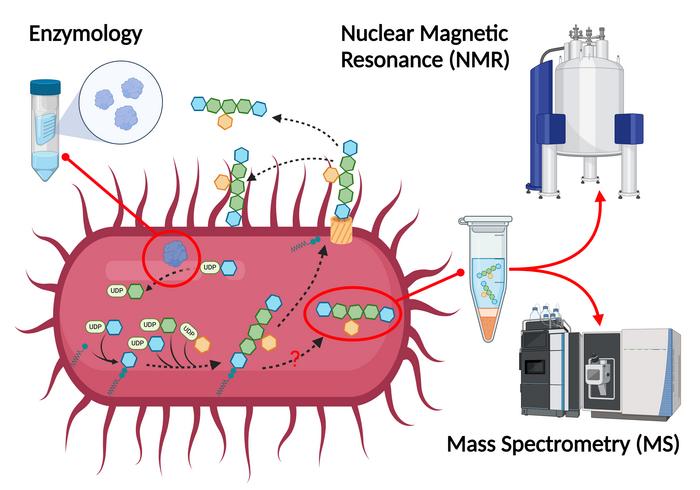 b-Cool glycan formation [IMAGE] | EurekAlert! Science News Releases