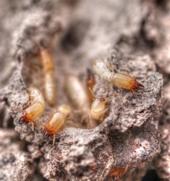 Invasive termites dining in our homes: soon a | EurekAlert!