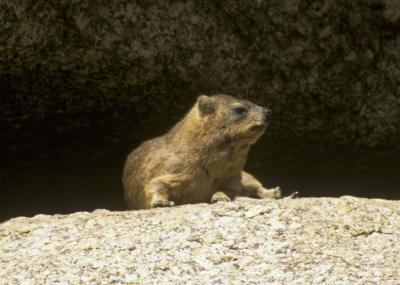 Hyrax [IMAGE] | EurekAlert! Science News Releases