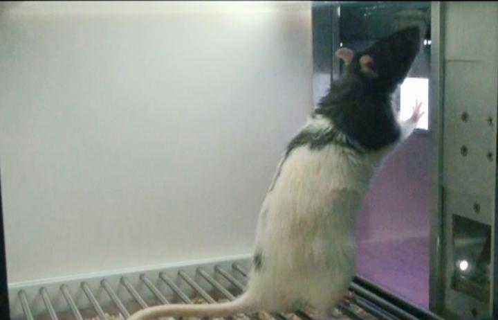 A Rat Touches a Touch Stimulus [IMAGE] | EurekAlert! Science News Releases