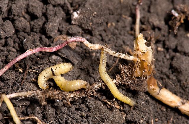 Corn Rootworm Larvae