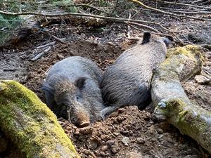 The wild boar paradox - finally solved | EurekAlert!