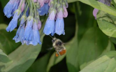 Bumblebee Worker Visiting Flow [IMAGE] | EurekAlert! Science News Releases