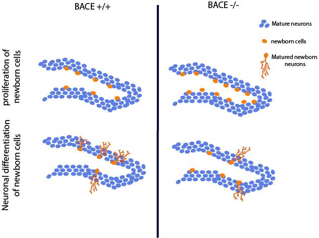 Why BACE inhibitors may be failing Alzheimer' | EurekAlert!
