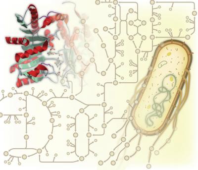 Each Gene and Protein in a Cel [IMAGE] | EurekAlert! Science News Releases