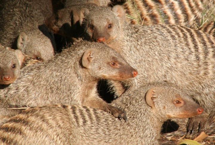 Banded Mongoose [IMAGE] | EurekAlert! Science News Releases