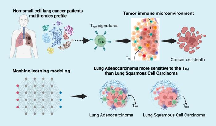 Key Immune Cells as Critical F [IMAGE] | EurekAlert! Science News Releases