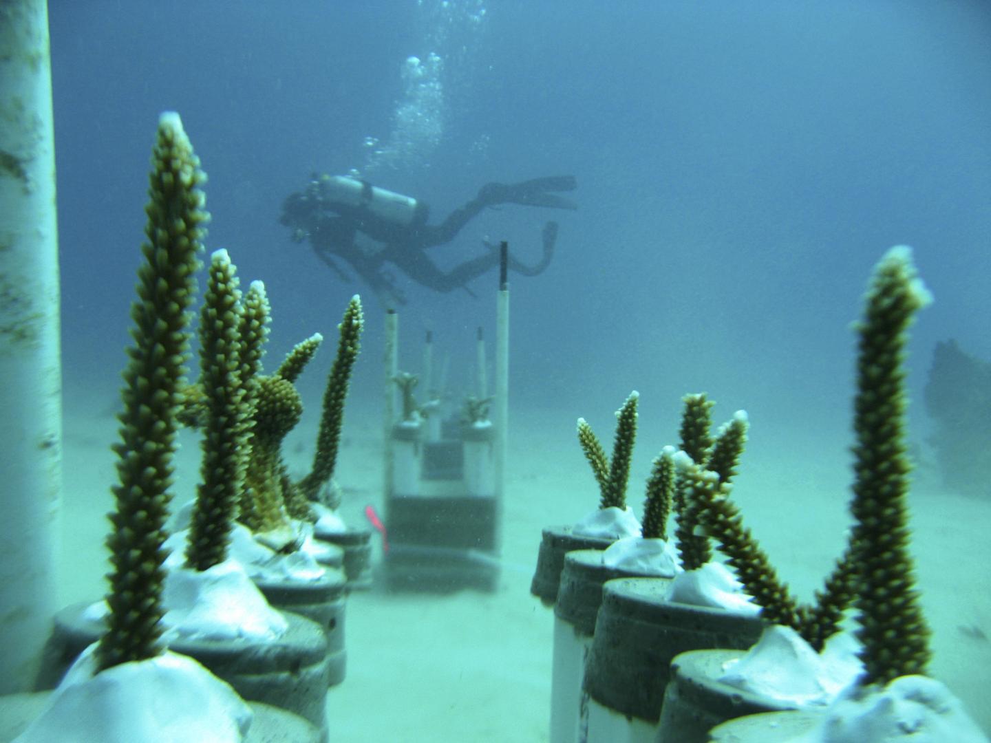 Special Issue: Ocean Climate Change (3 of 21) | EurekAlert!