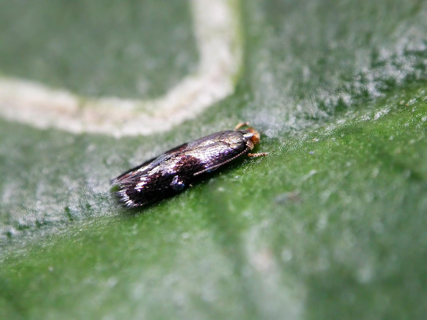 How pygmy moths started to diversify 100 mill | EurekAlert!