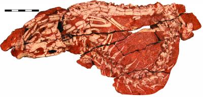 Pakasuchus Fossil [IMAGE] | EurekAlert! Science News Releases