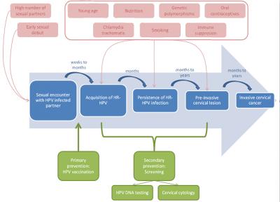 HPV vs. Pap test for cervical cancer screenin | EurekAlert!