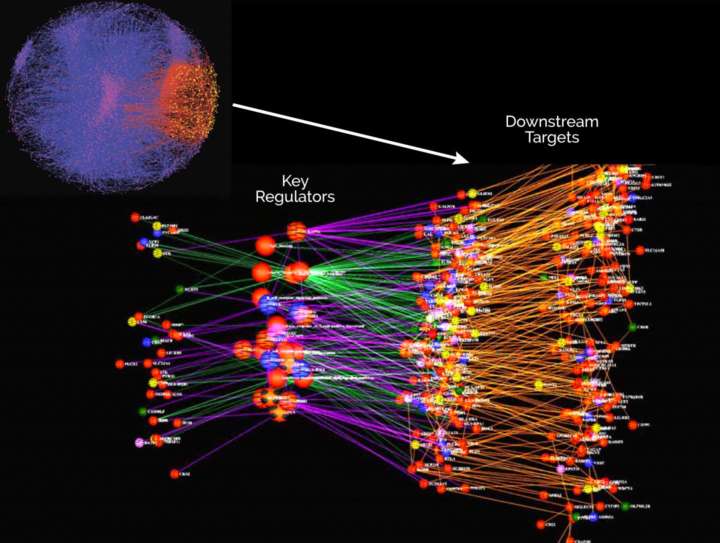 Network Model Visual [IMAGE] | EurekAlert! Science News Releases