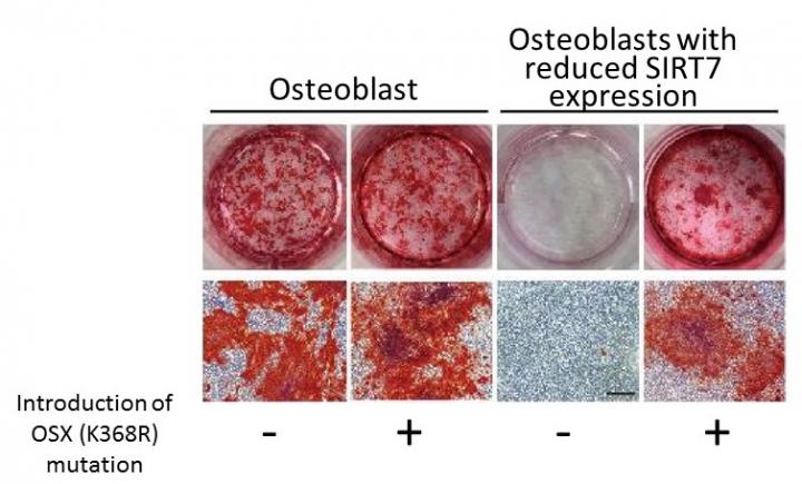 The Effect of SIRT7 on Osteobl [IMAGE] | EurekAlert! Science News Releases