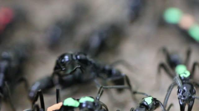 Medical care for wounded ants | EurekAlert!