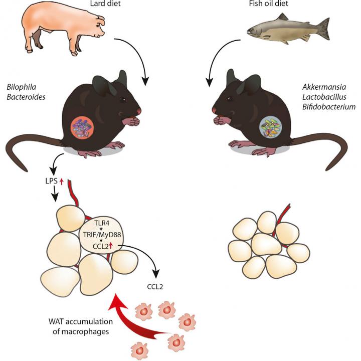 Lard/Fish Oil & the Gut [IMAGE] | EurekAlert! Science News Releases