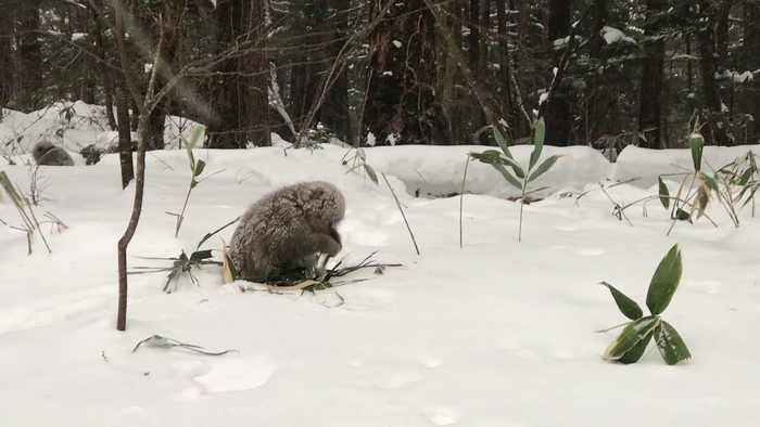 Snow monkeys fish in the winter (non-human pr | EurekAlert!