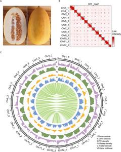 Decoding wild melon genomes: A groundbreaking | EurekAlert!
