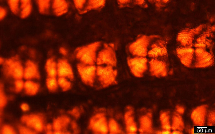 Revealing the secrets of ground beetle wing c | EurekAlert!