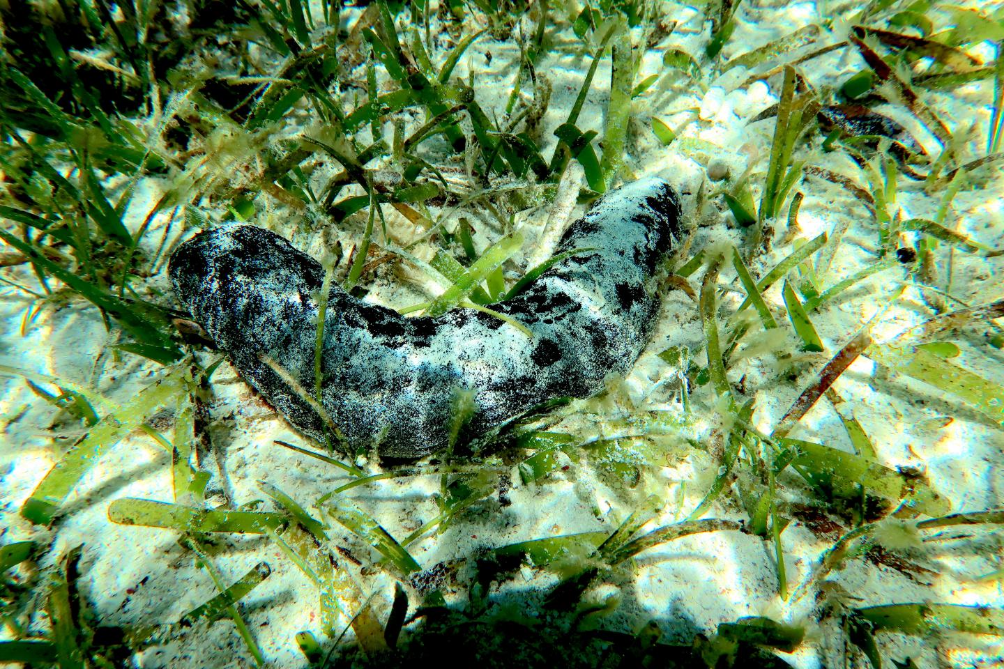 Oxygen Supersaturation Protect [IMAGE] | EurekAlert! Science News Releases