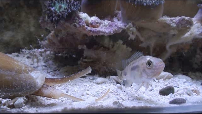 Cone fish hunting prey. [IMAGE] | EurekAlert! Science News Releases