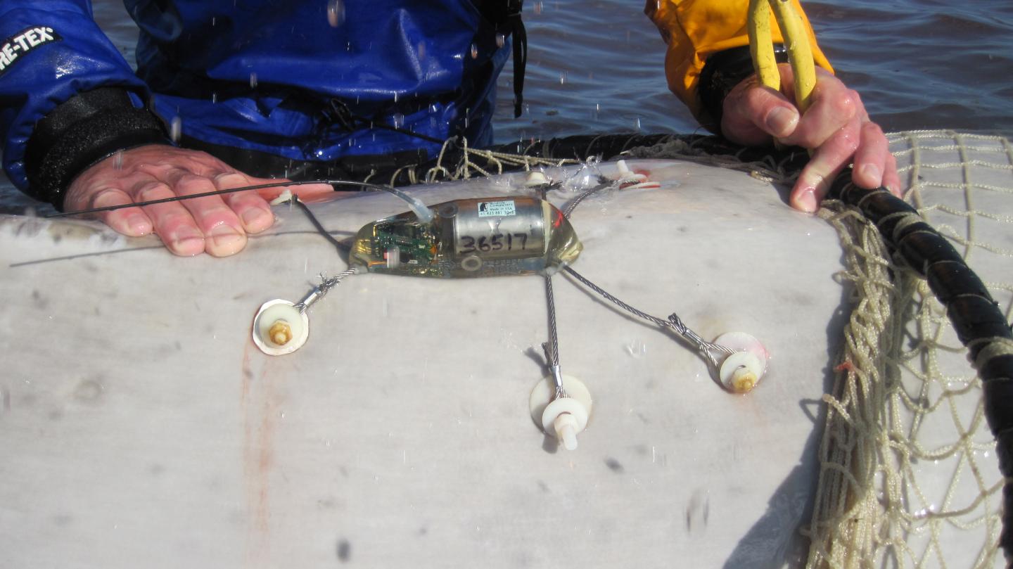 Whale Satellite-Linked Tag [IMAGE] | EurekAlert! Science News Releases