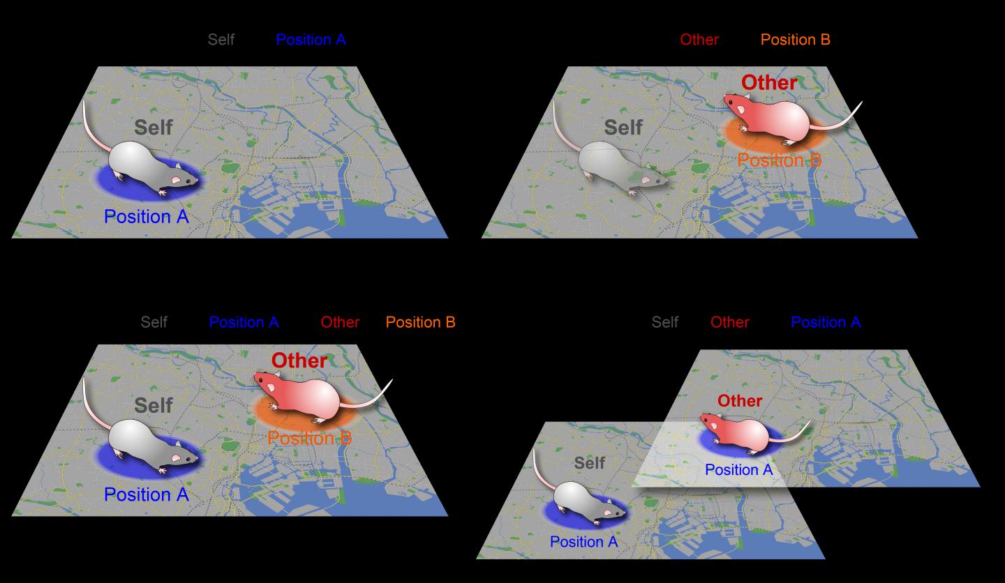 Types of Location Cells in the [IMAGE] | EurekAlert! Science News Releases