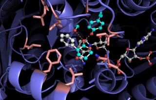 Enzyme Docking Model [IMAGE] | EurekAlert! Science News Releases