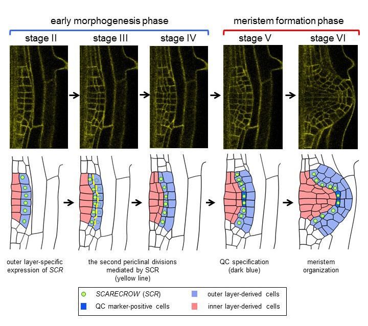 How plants grow new lateral roots | EurekAlert!