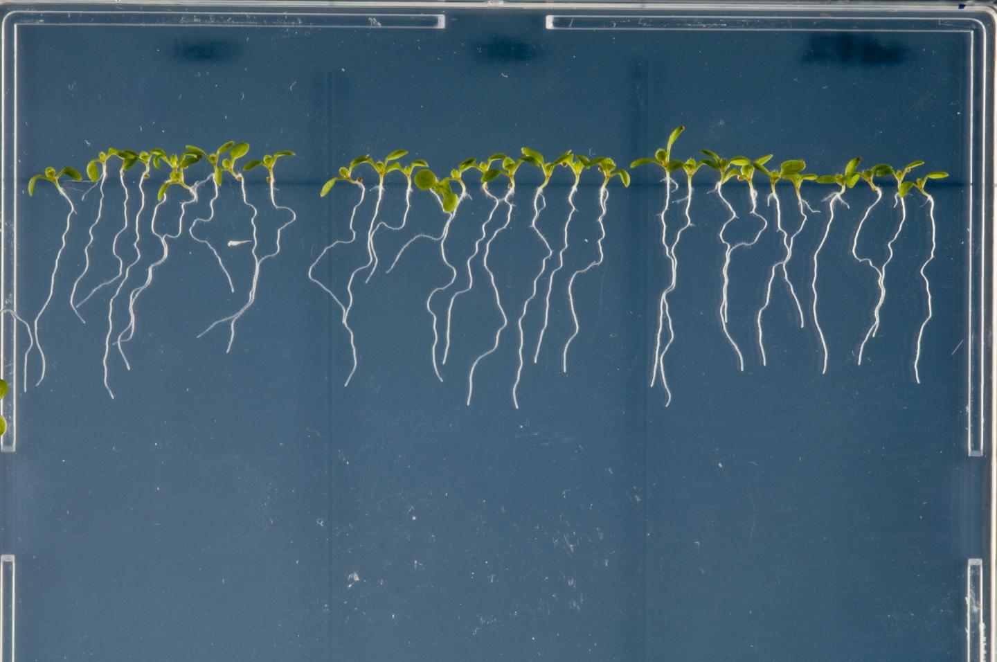 Root Microbiome [IMAGE] | EurekAlert! Science News Releases