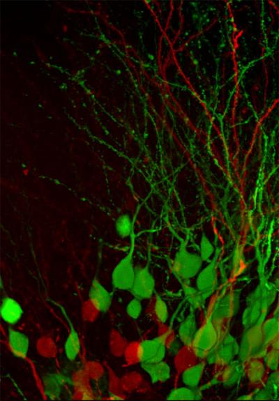 Adult neurogenesis newly adult-born neurons a | EurekAlert!