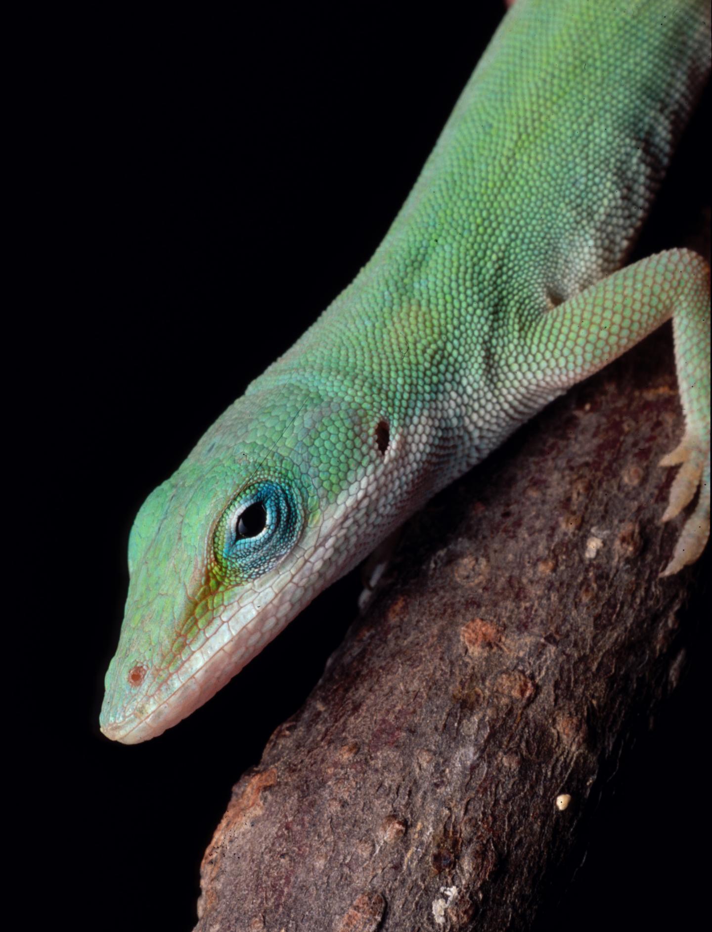Invading Lizards Drive Rapid Evolution (2 of | EurekAlert!