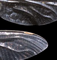 Development of insect wing vein patterns | EurekAlert!