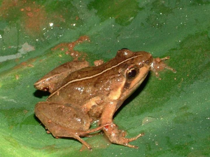 Schiotz's Puddle Frog [IMAGE] | EurekAlert! Science News Releases