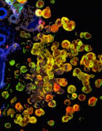 Better understanding of cell renewal and cell | EurekAlert!