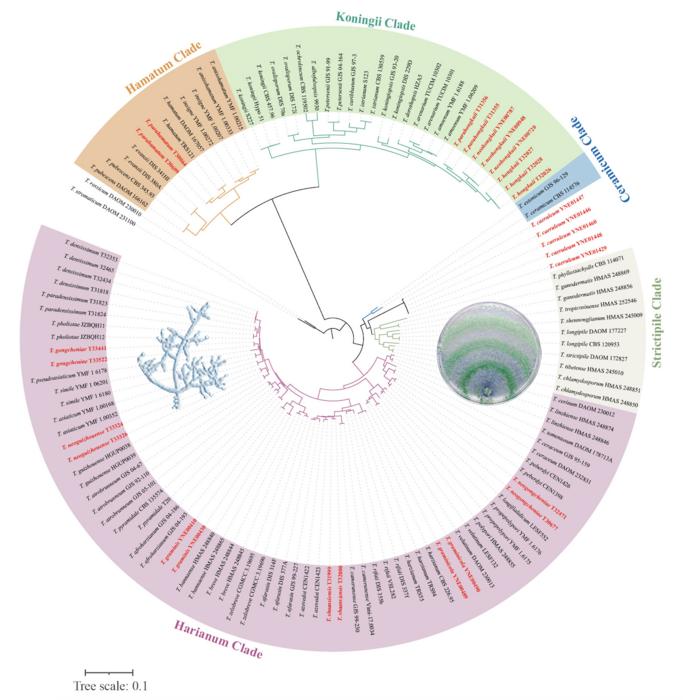 Phylogenetic tree of Trichoder [IMAGE] | EurekAlert! Science News Releases