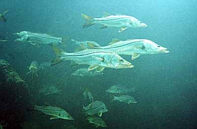 Snook ( Centropomus spp. [IMAGE] | EurekAlert! Science News Releases