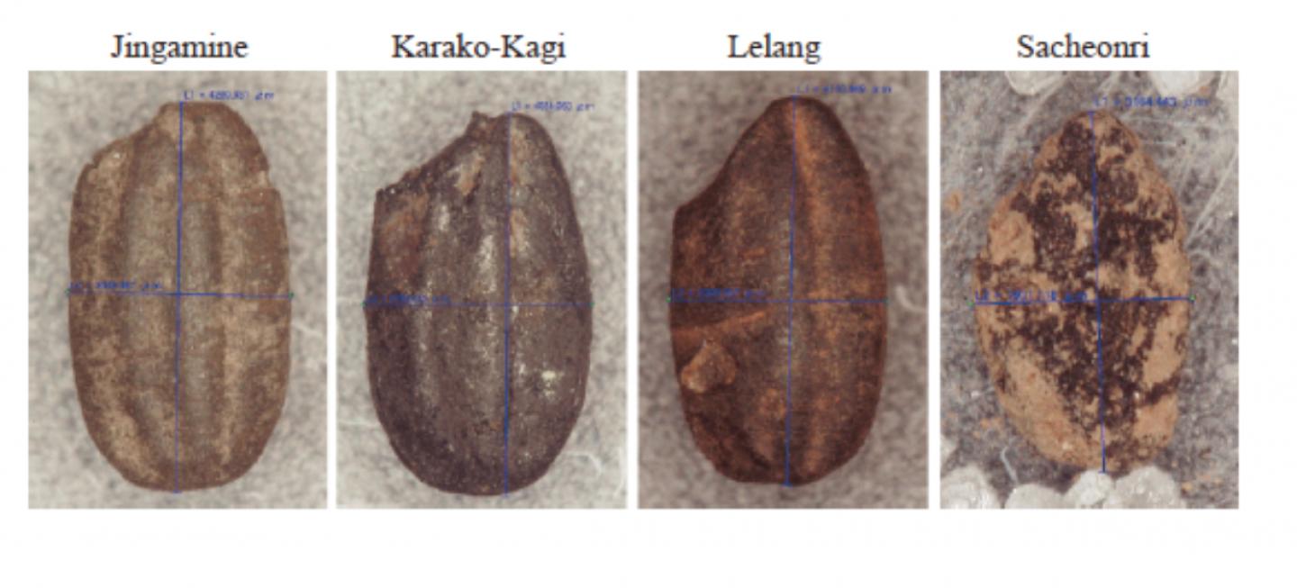 Ancient Carbonized Rice Grains [IMAGE] | EurekAlert! Science News Releases