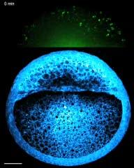 Watching the Zebrafish Cells Divide (15 of 17 | EurekAlert!