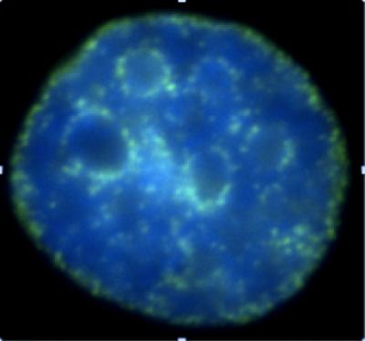 New Chromatin [IMAGE] | EurekAlert! Science News Releases