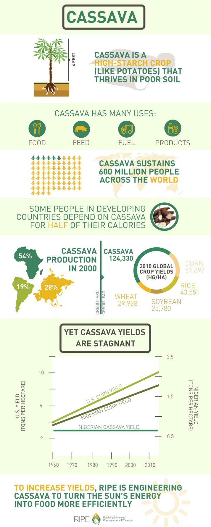 Cassava Infographic [IMAGE] | EurekAlert! Science News Releases