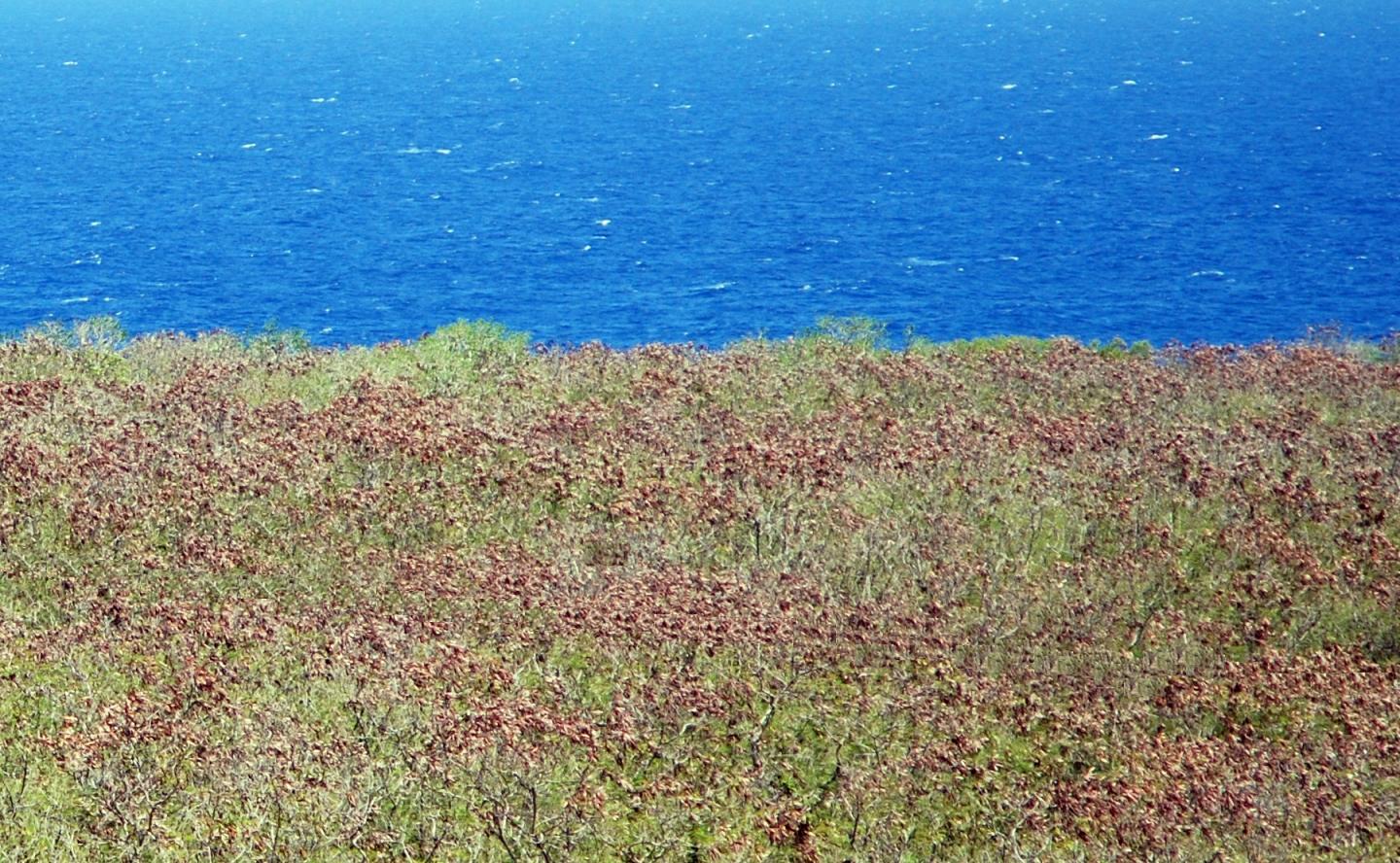 Invasive tropical legume alters soil nitrogen | EurekAlert!